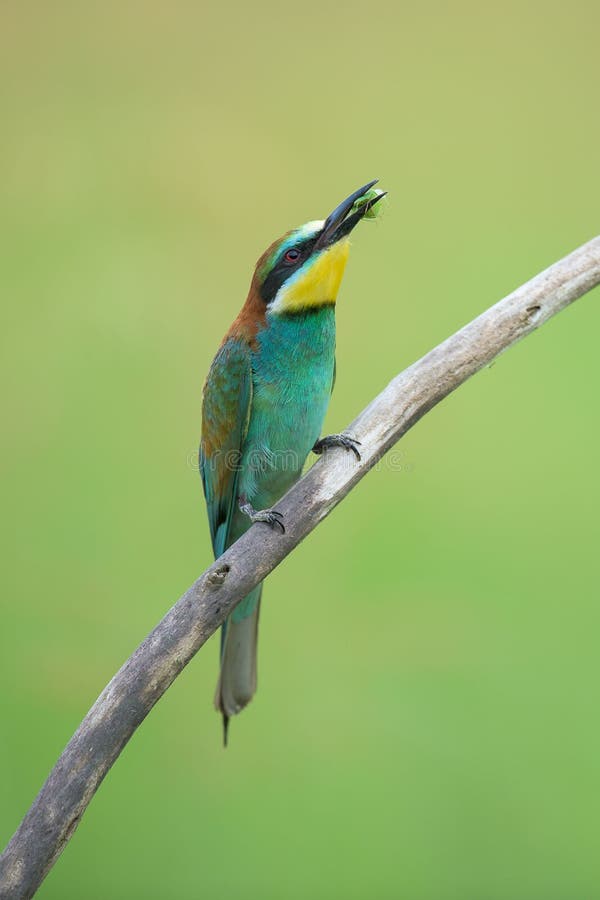 Bee-eater eating an insect stock image. Image of wild - 71003243