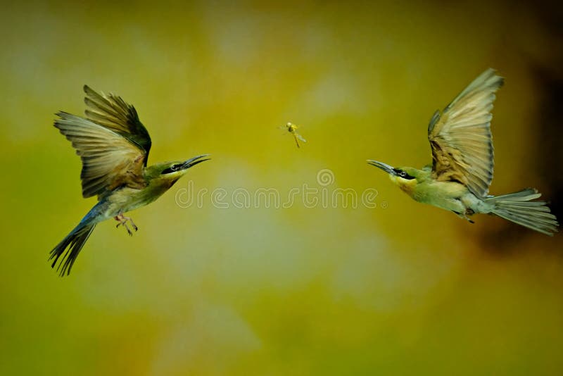 The Bee Eater is Eating Insects Stock Photo - Image of branch, flying ...