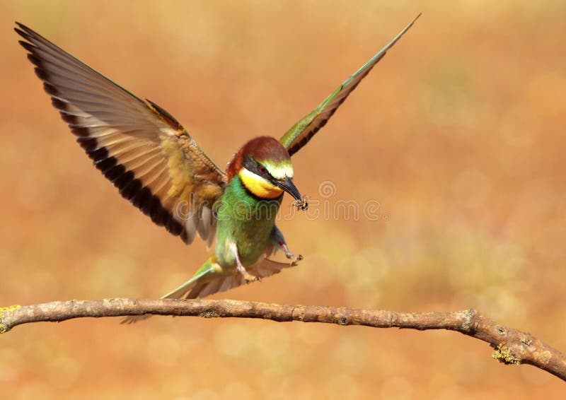 Bee-eater in flight stock photo. Image of flight, eater - 19633254