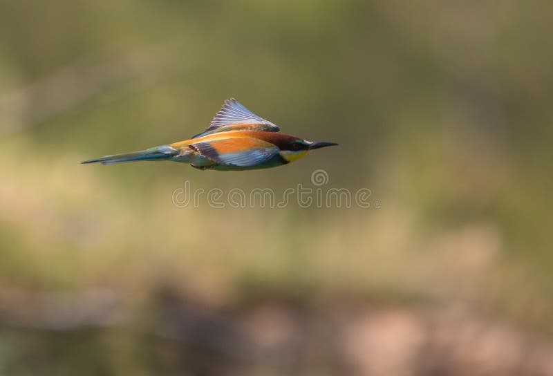 Bee Eater in flight stock image. Image of exotic, details - 31646881