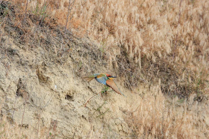 Bee-eater Flying in a Dynamic Pose Stock Image - Image of feather ...