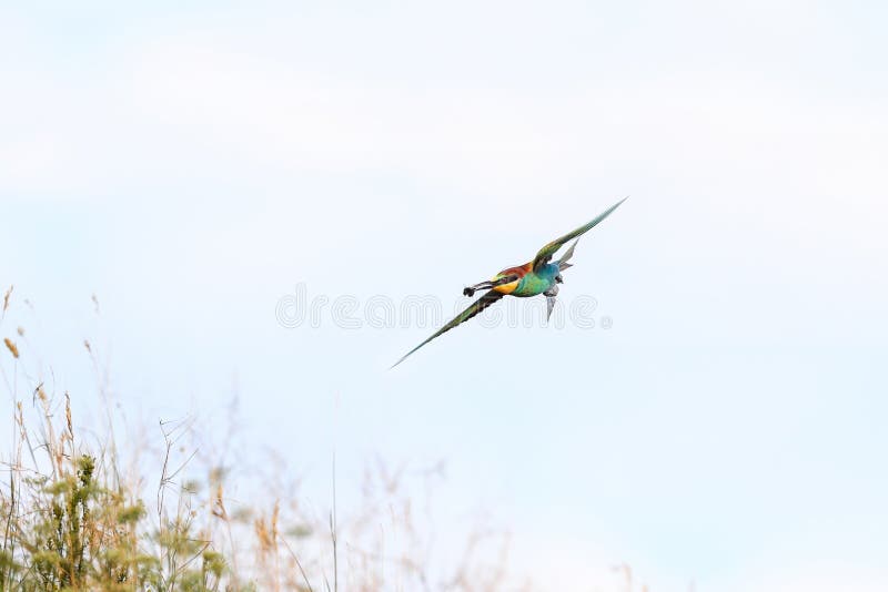 Bee-eater Flying in a Dynamic Pose Stock Image - Image of bird, green ...
