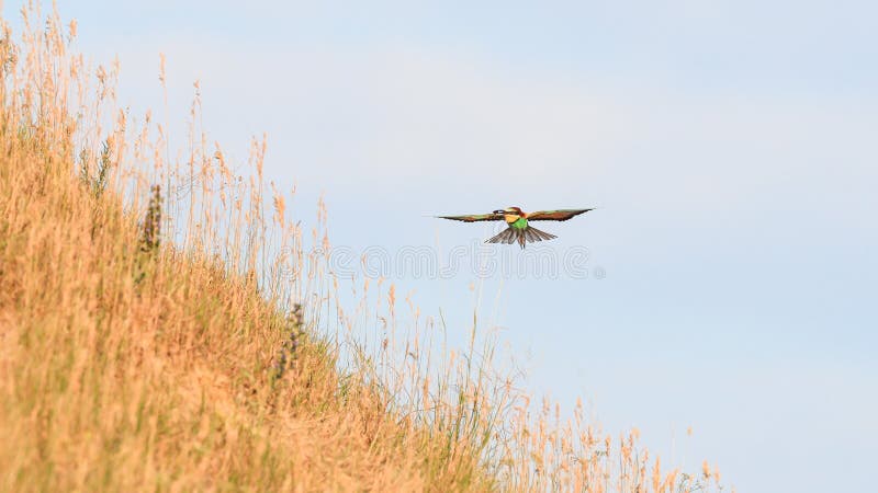 Bee-eater Flying in a Dynamic Pose Stock Photo - Image of eater ...