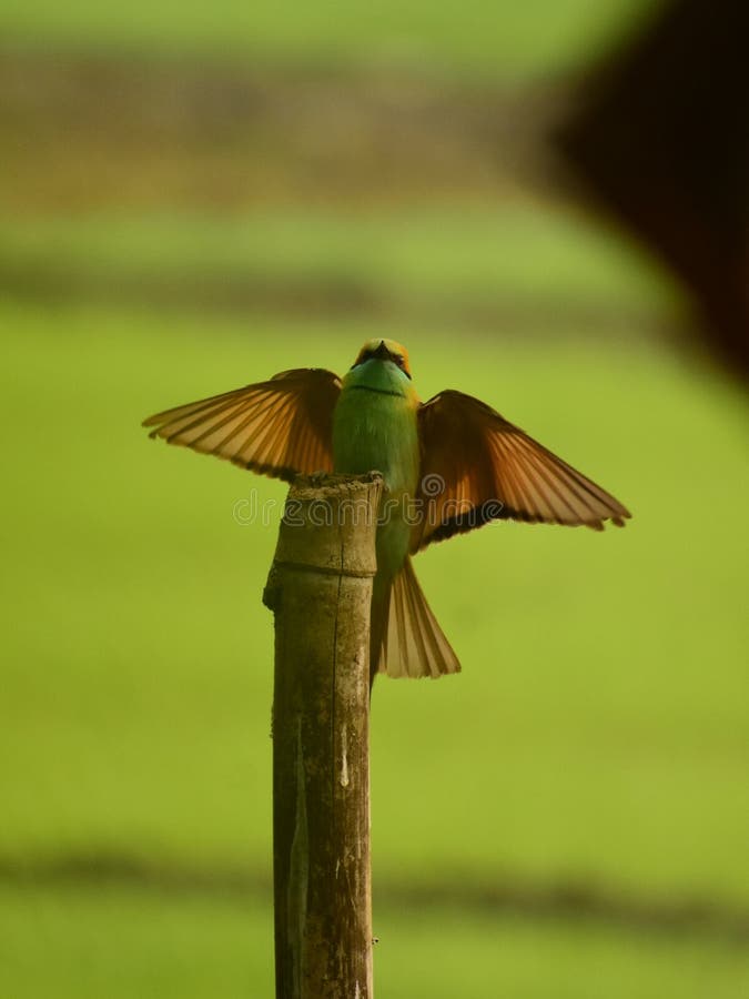 Bee eater in flying mode stock image. Image of beak - 244544421