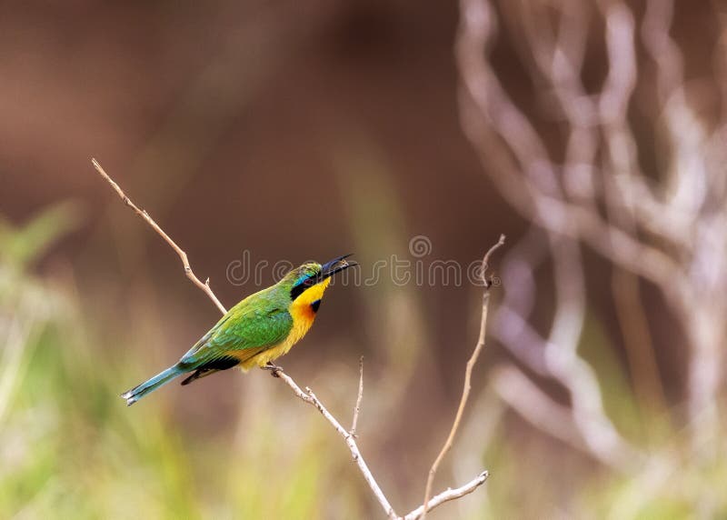 Bee Eater with Insect in Beak Stock Image - Image of insect, national ...