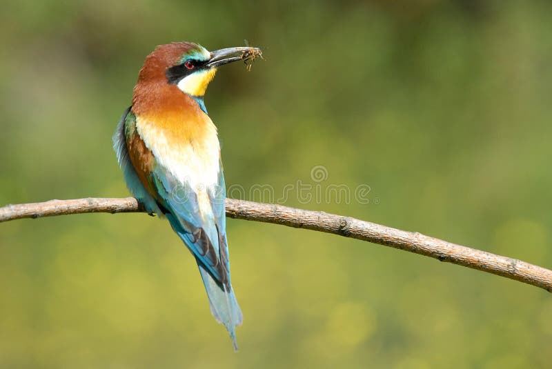 Bee-eater with an Insect on the Branch Stock Photo - Image of beak ...