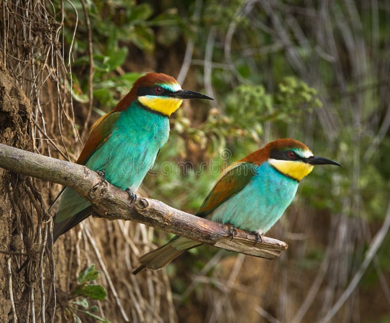 974 Coloring Bee Photos - Free & Royalty-Free Stock Photos from Dreamstime