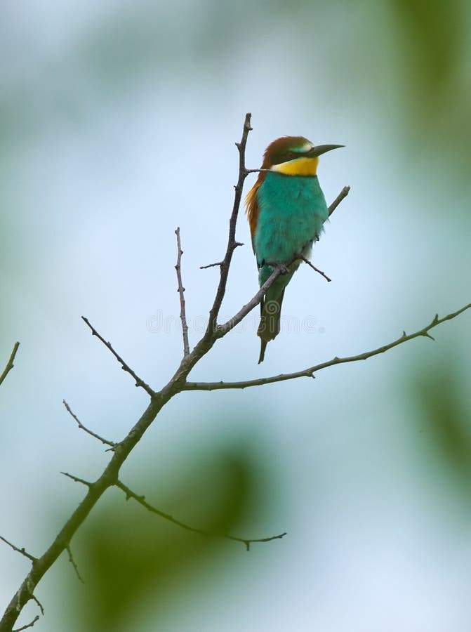 974 Coloring Bee Photos - Free & Royalty-Free Stock Photos from Dreamstime