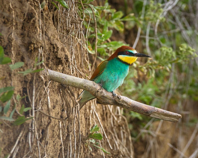 Bee eater Merops apiaster stock photo. Image of branch - 93143552