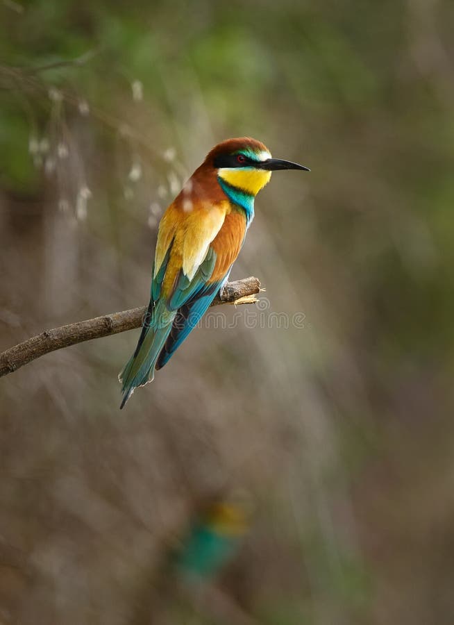 Bee eater Merops apiaster stock image. Image of coloring - 93143563