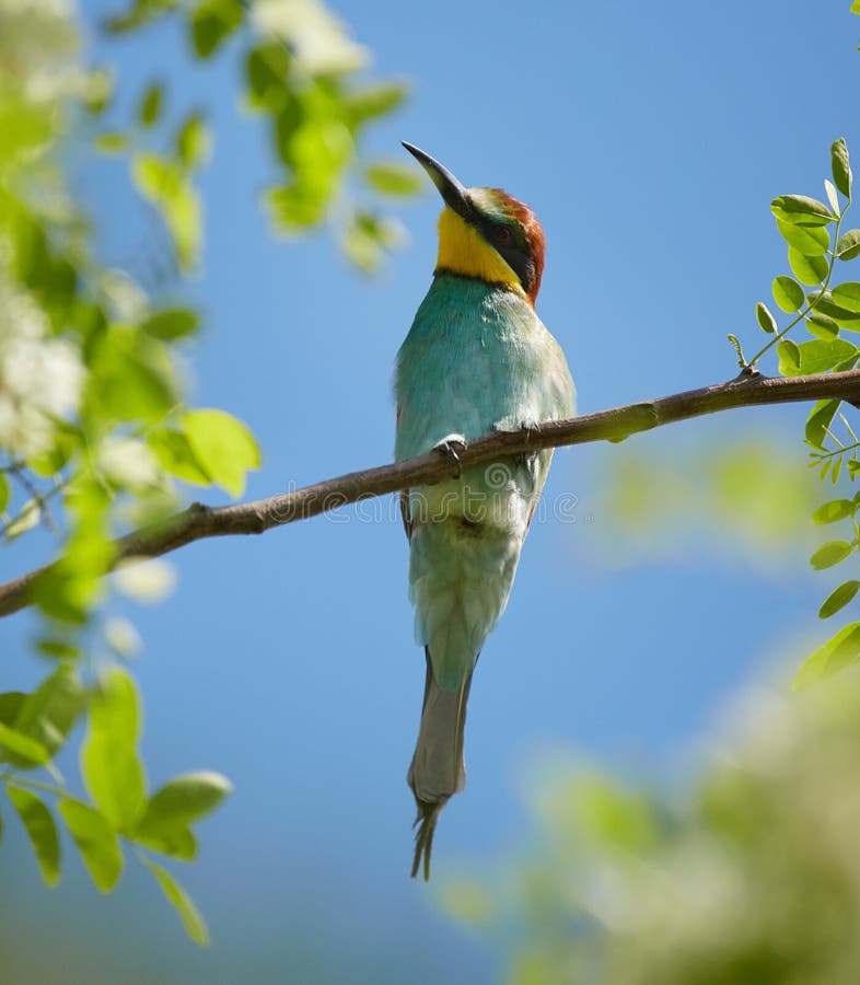 974 Coloring Bee Photos - Free & Royalty-Free Stock Photos from Dreamstime