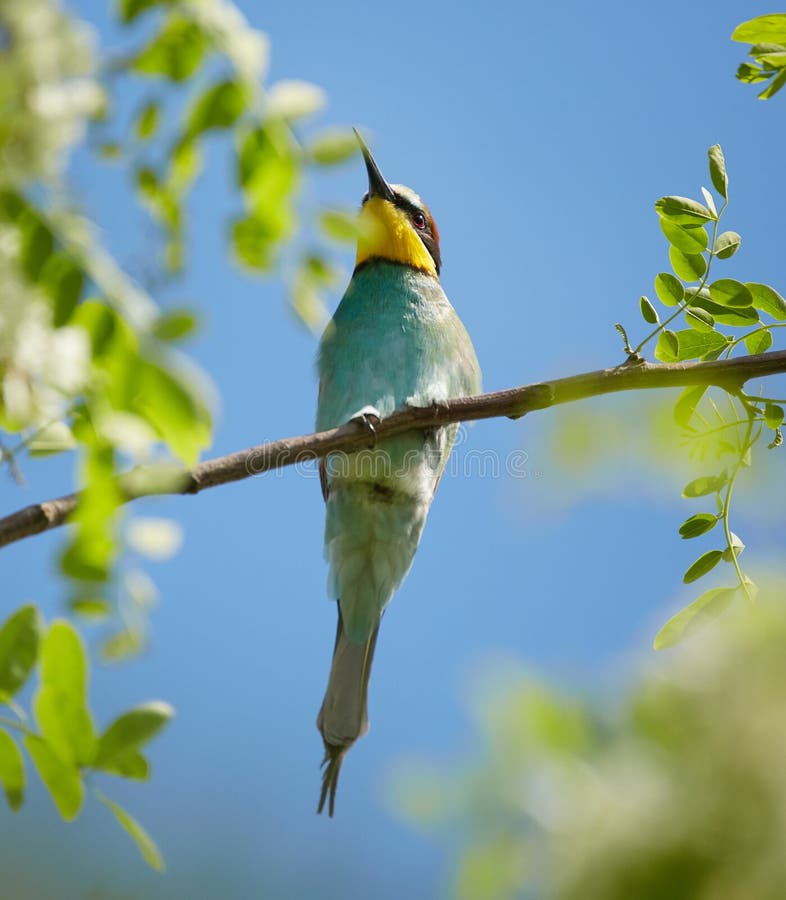 974 Coloring Bee Photos - Free & Royalty-Free Stock Photos from Dreamstime