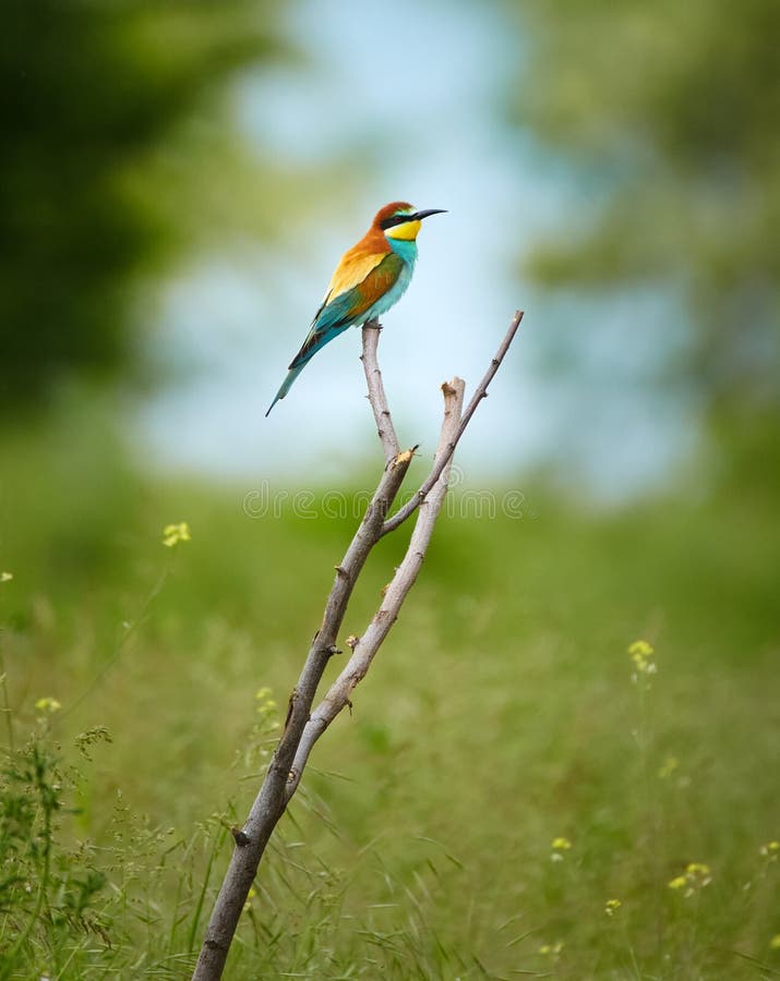 974 Coloring Bee Photos - Free & Royalty-Free Stock Photos from Dreamstime