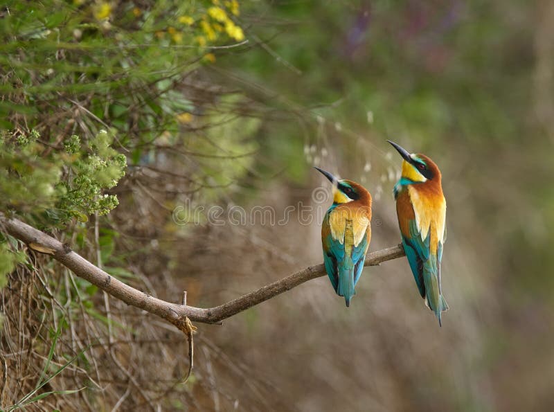 Bee eater Merops apiaster stock photo. Image of breeding - 93143710