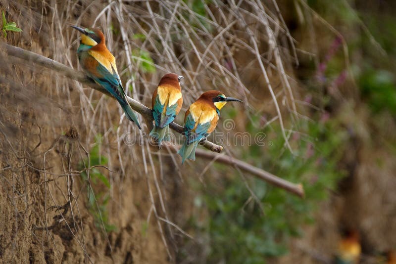 974 Coloring Bee Photos - Free & Royalty-Free Stock Photos from Dreamstime