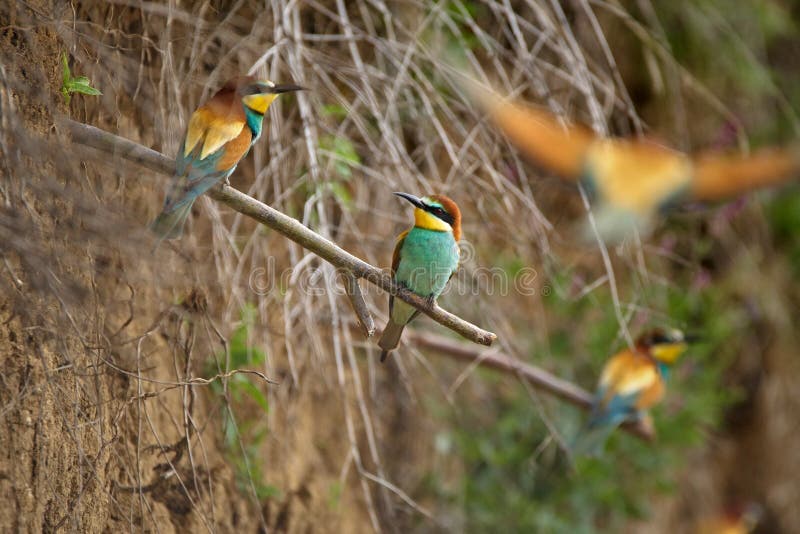 974 Coloring Bee Photos - Free & Royalty-Free Stock Photos from Dreamstime