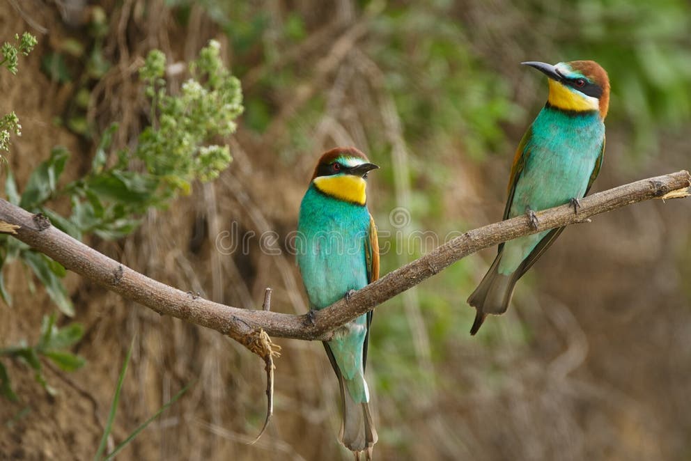 Bee eater Merops apiaster stock photo. Image of coloring - 93143884