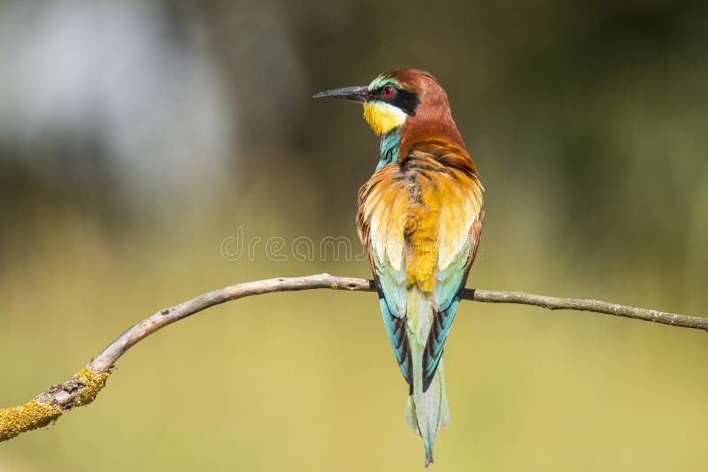 Bee-eater, Merops Apiaster. a Insect Eating Bird Stock Image - Image of ...