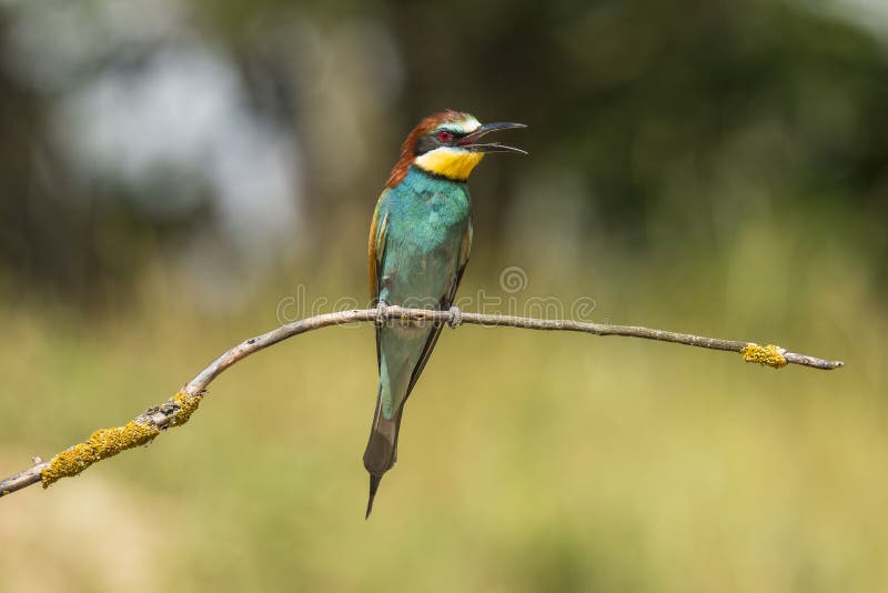 Bee-eater, Merops Apiaster. a Insect Eating Bird Stock Photo - Image of ...