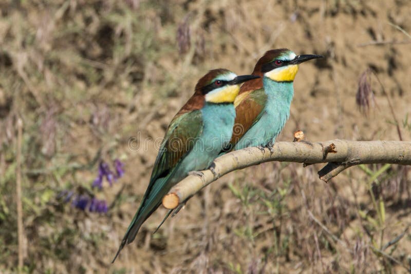 Bee-eater, Merops Apiaster. a Insect Eating Bird Stock Photo - Image of ...