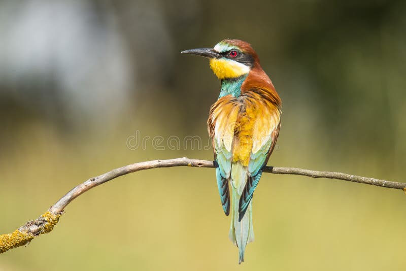 Bee-eater, Merops Apiaster. a Insect Eating Bird Stock Image - Image of ...