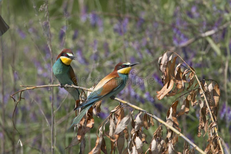 Bee-eater, Merops Apiaster. a Insect Eating Bird Stock Photo - Image of ...
