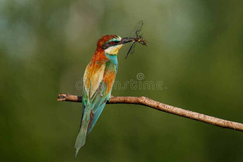 Bee-eater, Merops Apiaster. the Most Colorful Bird of Eurasia Stock ...