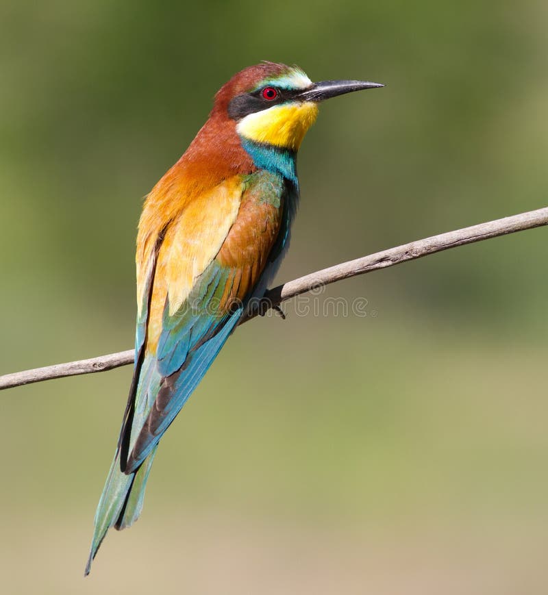 Bee-eater, Merops Apiaster. One of the Most Colorful Birds Stock Photo ...