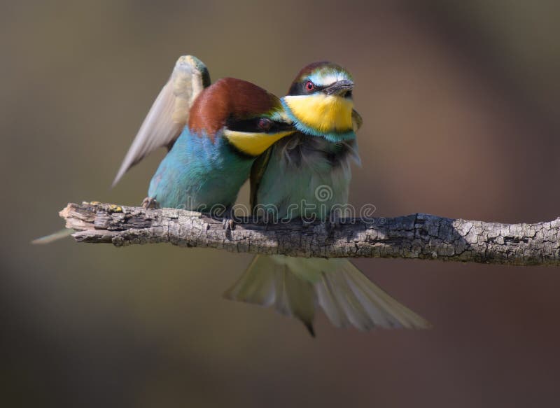 Bee Eater Mr & Mrs Cuddle Up Stock Photo - Image of wild, feathers ...