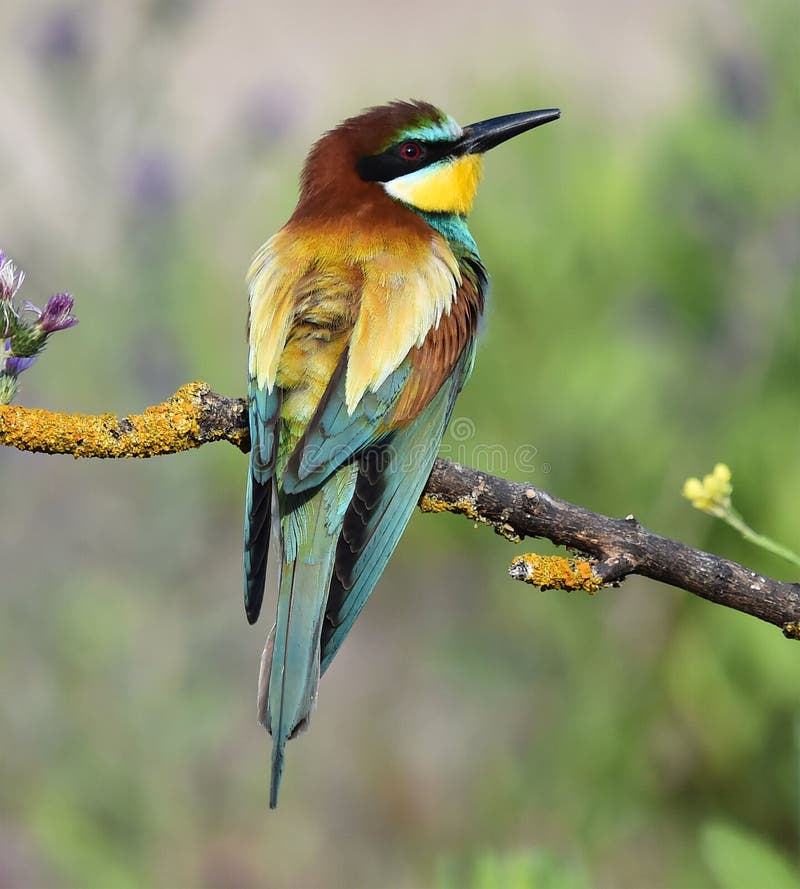 Bee eater in the nature stock photo. Image of predator - 118370070