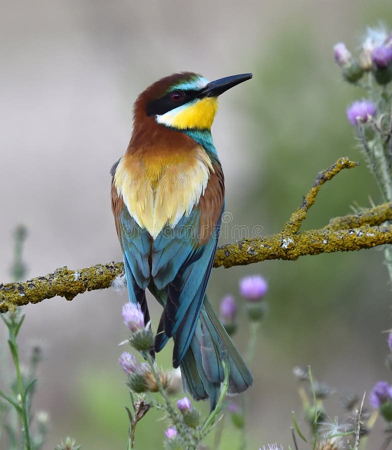 Bee eater in the nature stock image. Image of eyes, beautiful - 118368851