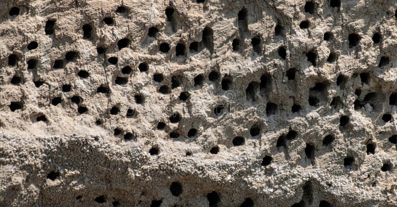 Bee Eater Nesting Holes on a Cliff Stock Image - Image of environment ...