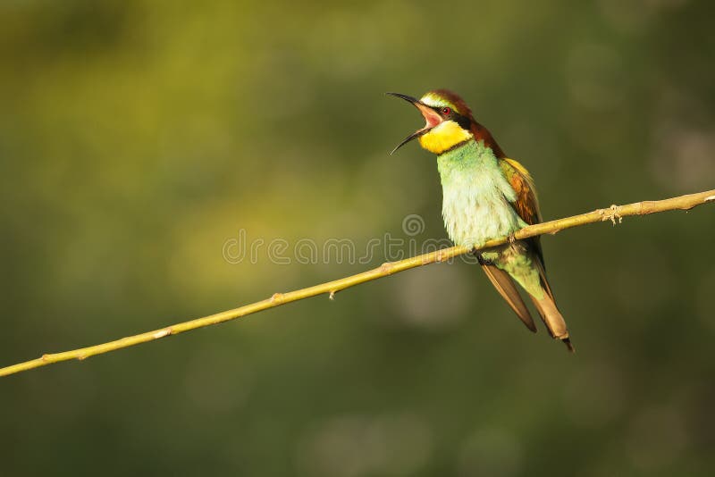 Bee eater screaming stock photo. Image of branch, feather - 64116118