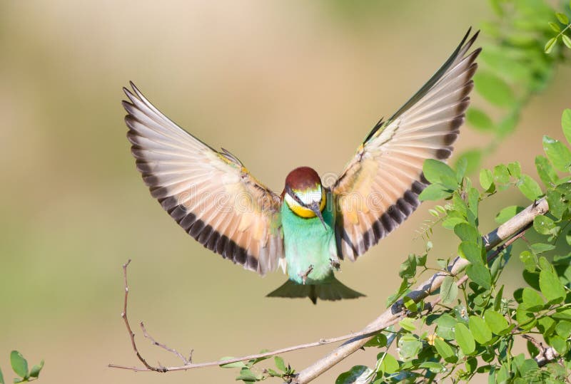 Bee-eater with Spread Wings Stock Photo - Image of ornithology, flying ...
