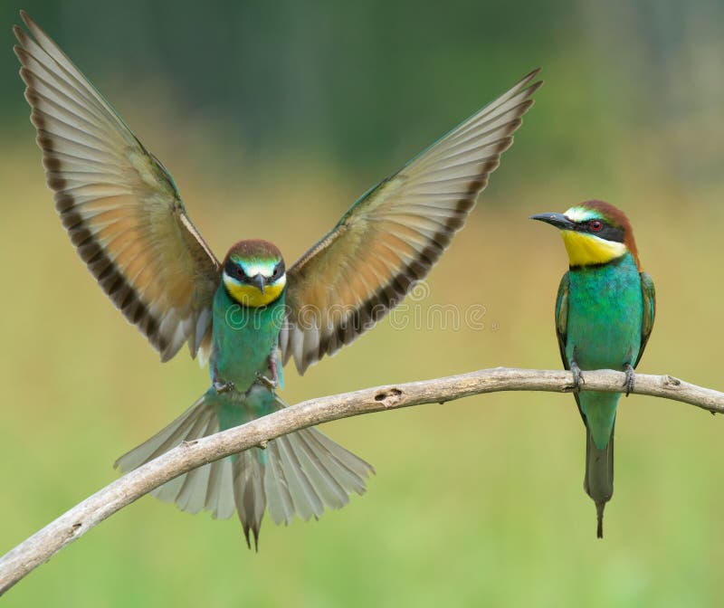 Bee-eater spreading wings stock image. Image of feather - 71001383