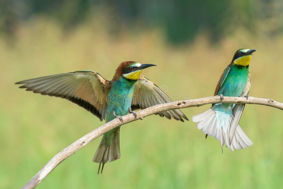 Bee-eater spreading wings stock image. Image of spreading - 71001391