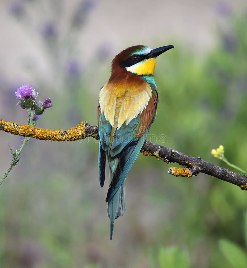 Bee Eater in the Tree Branch Stock Photo - Image of feather, spain ...