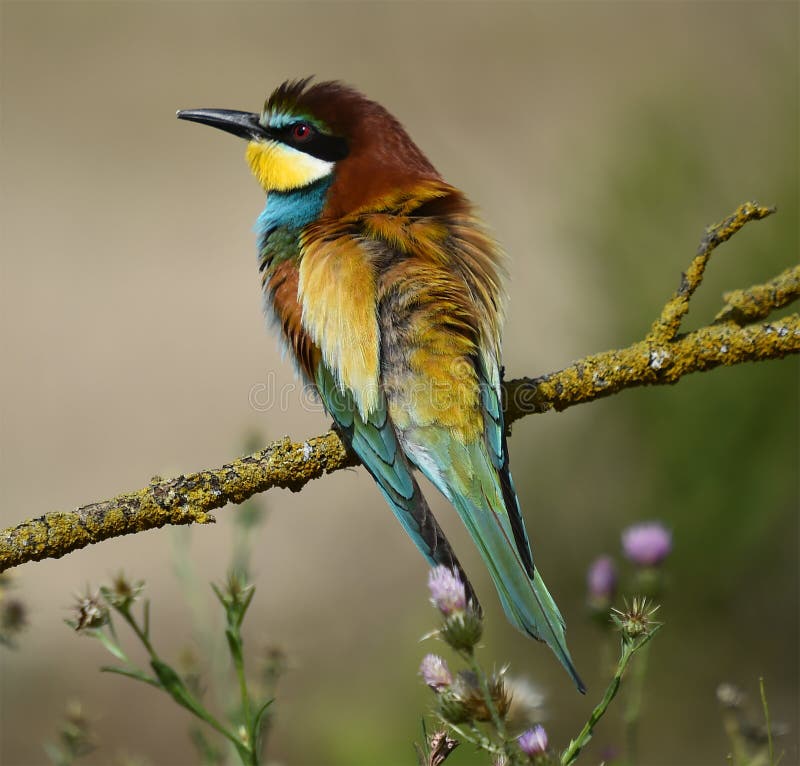 Bee Eater in the Tree Branch Stock Image - Image of bird, countryside ...