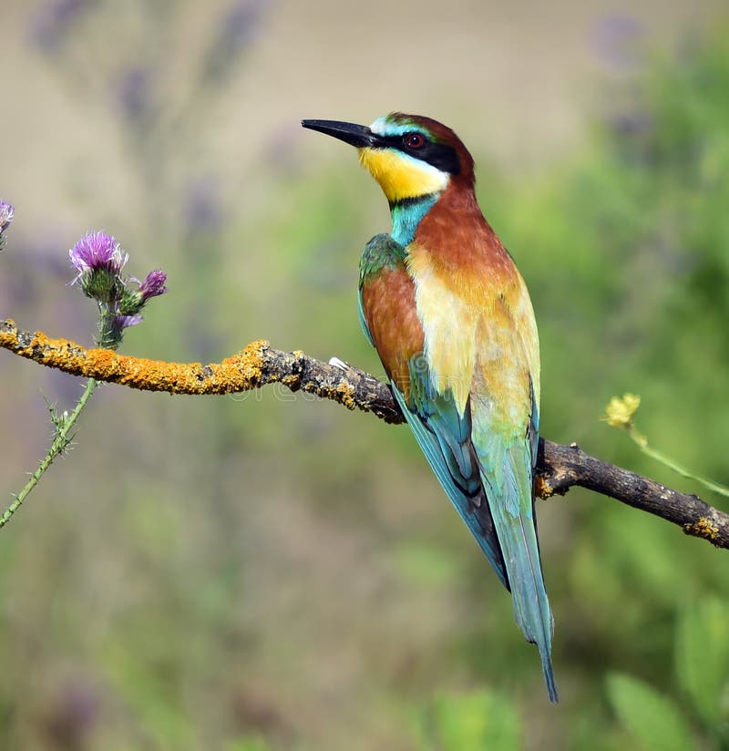 Bee Eater in the Tree Branch Stock Photo - Image of wild, beautiful ...