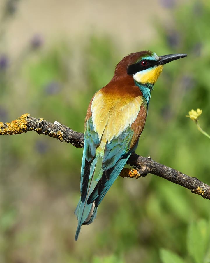 Bee Eater in the Tree Branch Stock Image - Image of forest, wild: 118377057
