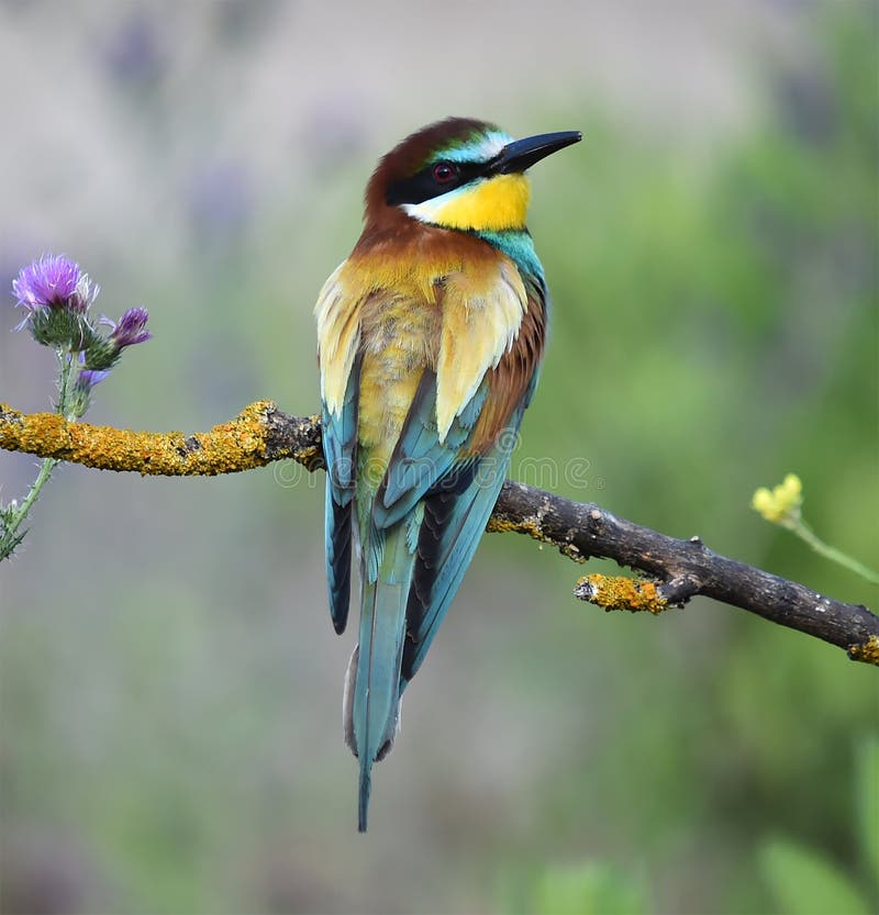 Bee Eater in the Tree Branch Stock Image - Image of forest, wild: 118365875