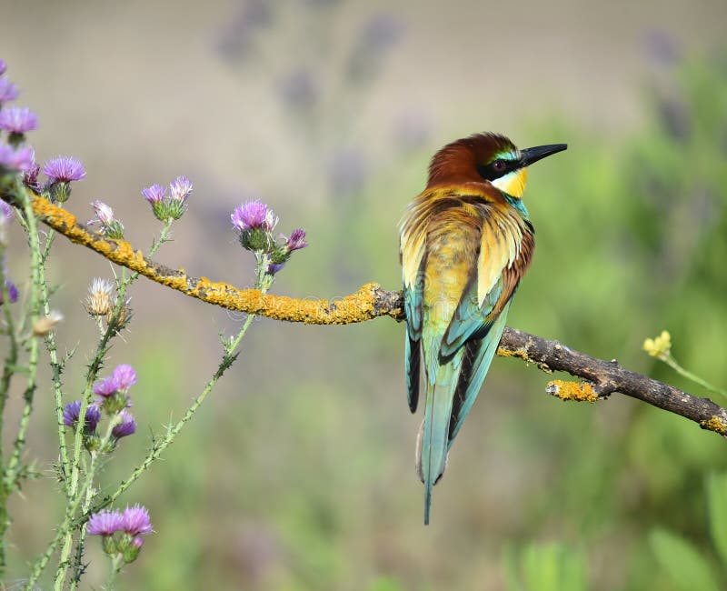 Bee Eater in the Tree Branch Stock Photo - Image of forest, eyes: 118366198