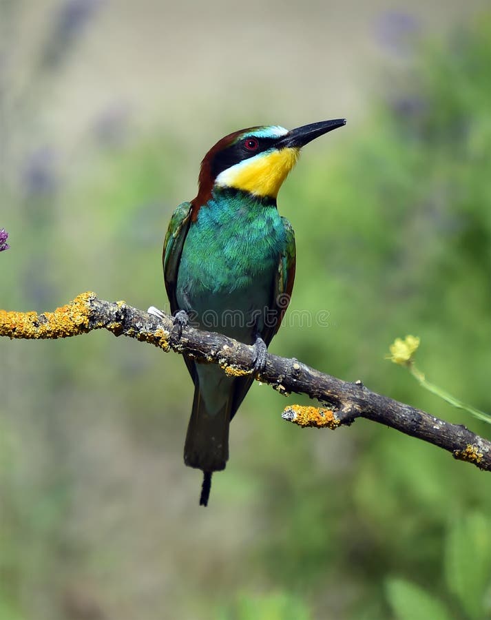 Bee Eater in the Tree Branch Stock Photo - Image of cute, tree: 118373208