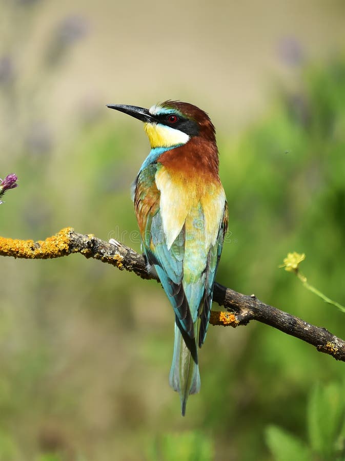 Bee Eater in the Tree Branch Stock Photo - Image of nature, feather ...