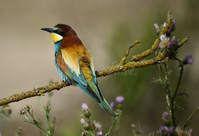 Bee Eater in the Tree Branch Stock Photo - Image of countryside ...
