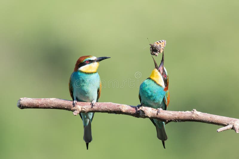 Bee-eater Trying To Eat an Insect Next To Another One on the Tree ...