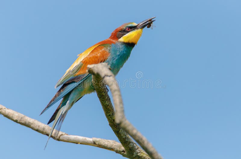 Bee-eater with a Yellowjacket Stock Image - Image of feathers, wings ...