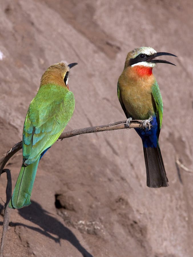 African Bird-Carmine Bee Eaters Stock Photo - Image of pair, botswana ...