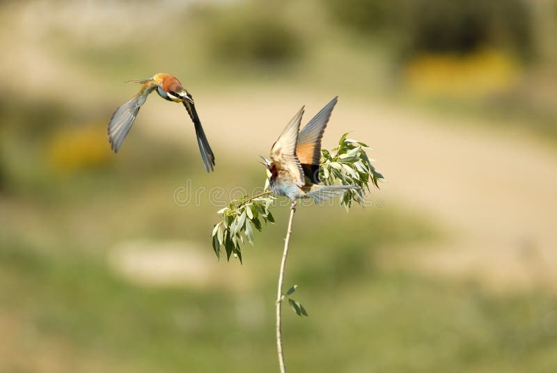Bee-eaters flying stock photo. Image of color, eaters - 19723538