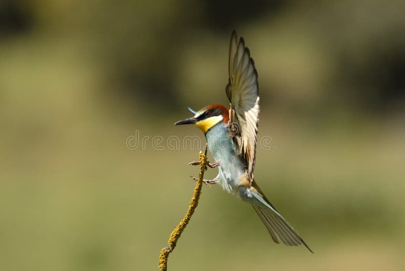 Bee-eaters flying stock photo. Image of color, organism - 19723554